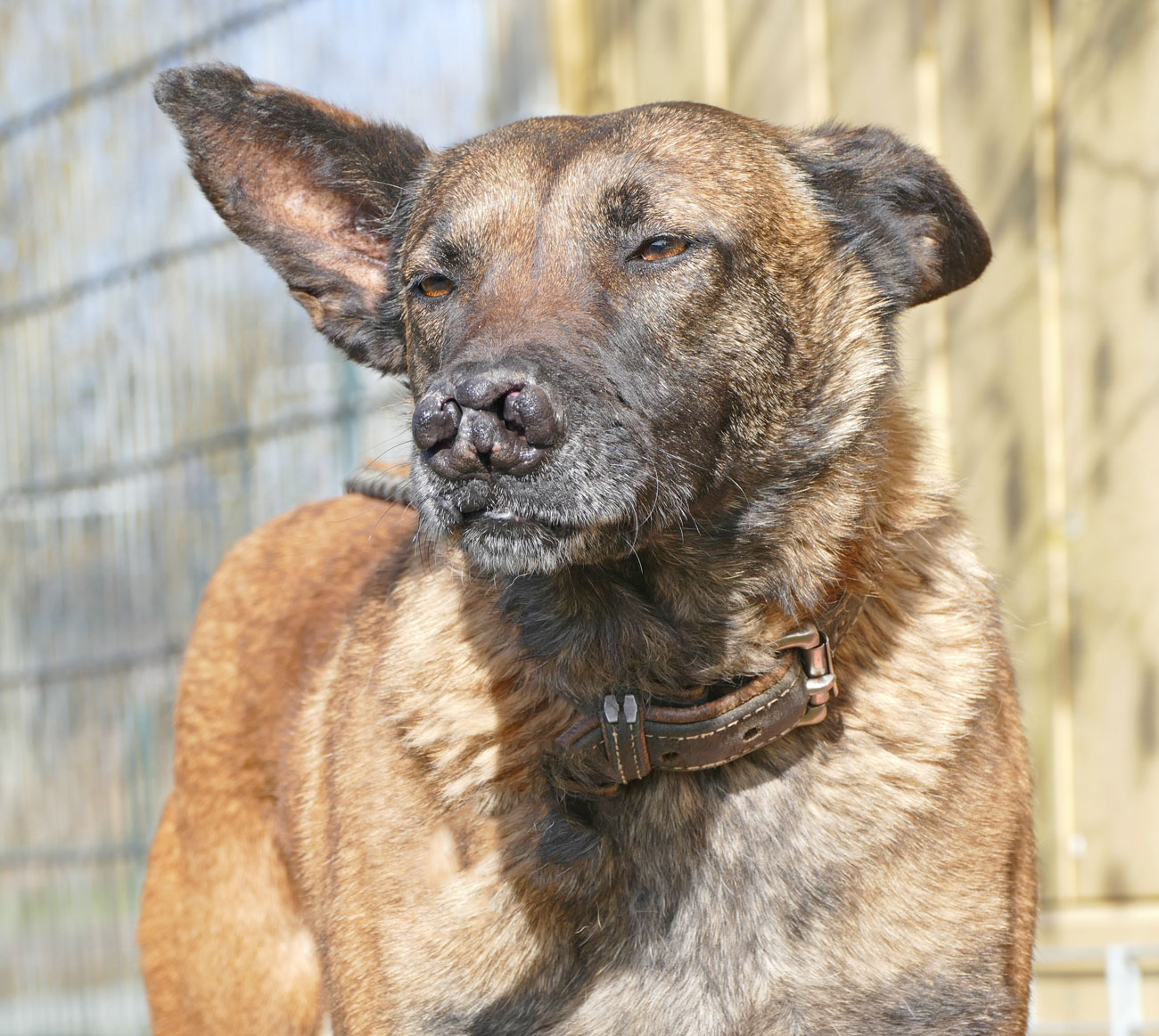 Vermittelt -Mali Malinois Hündin, geb. 2019 - Schulterhöhe ca. 50 cm ...