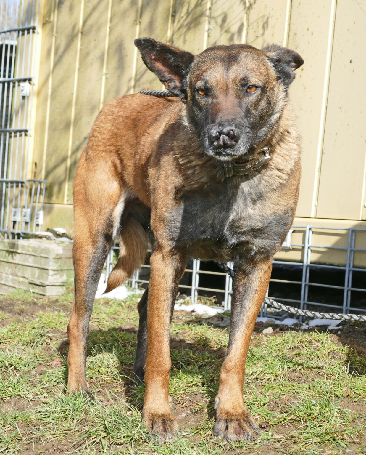 Vermittelt -Mali Malinois Hündin, geb. 2019 - Schulterhöhe ca. 50 cm ...