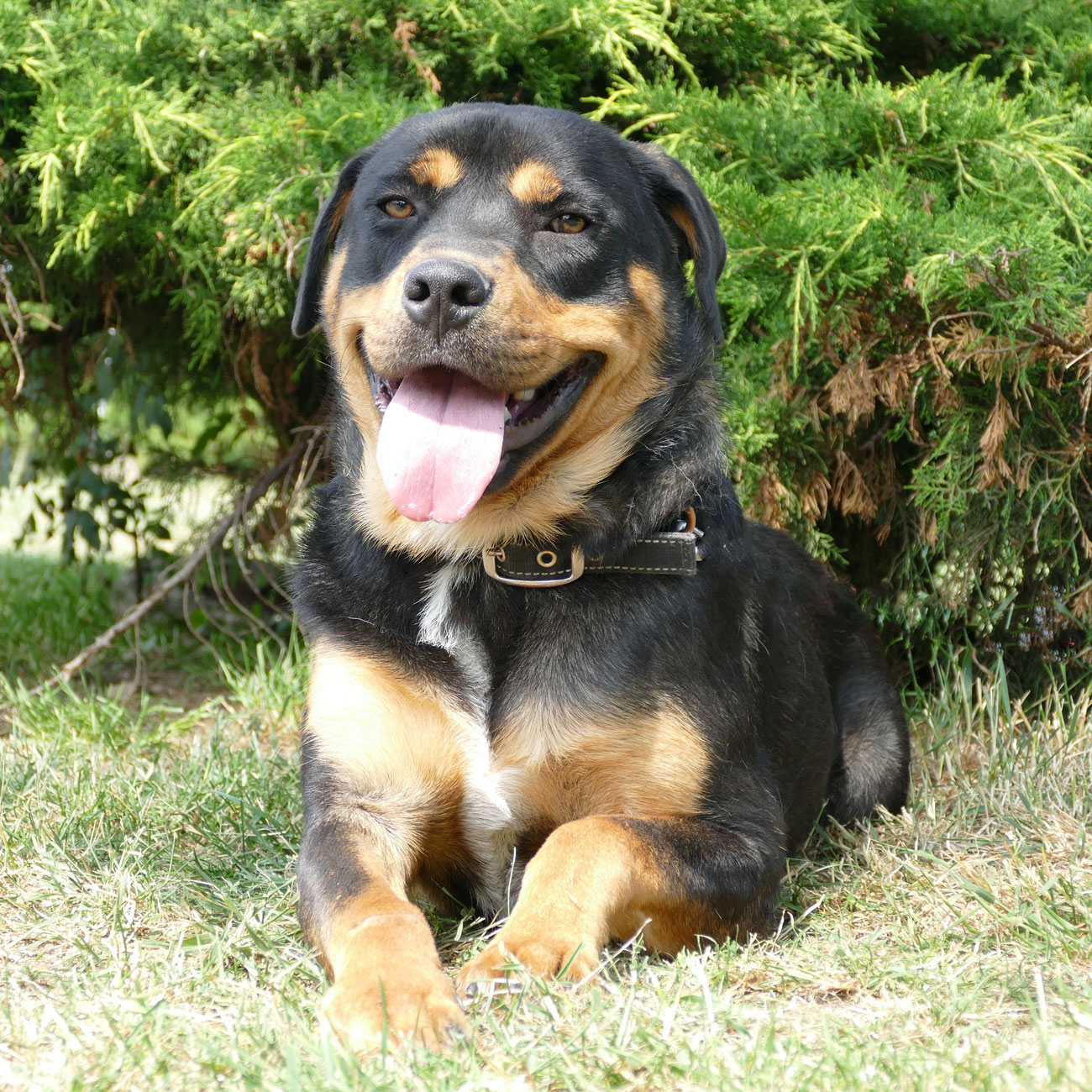 Unser Ben hat ein liebevolles Zuhause gefunden - Ben, toller, sehr ...