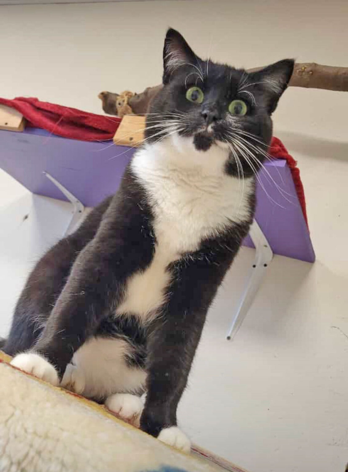 Kater Henry hat ein weiches Körbchens gefunden - Was für ein Blick ...